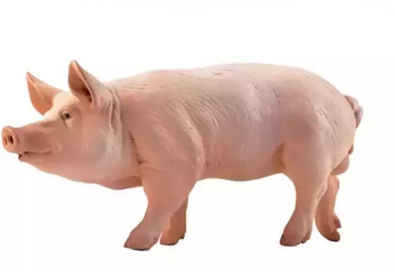 Knur - Papo