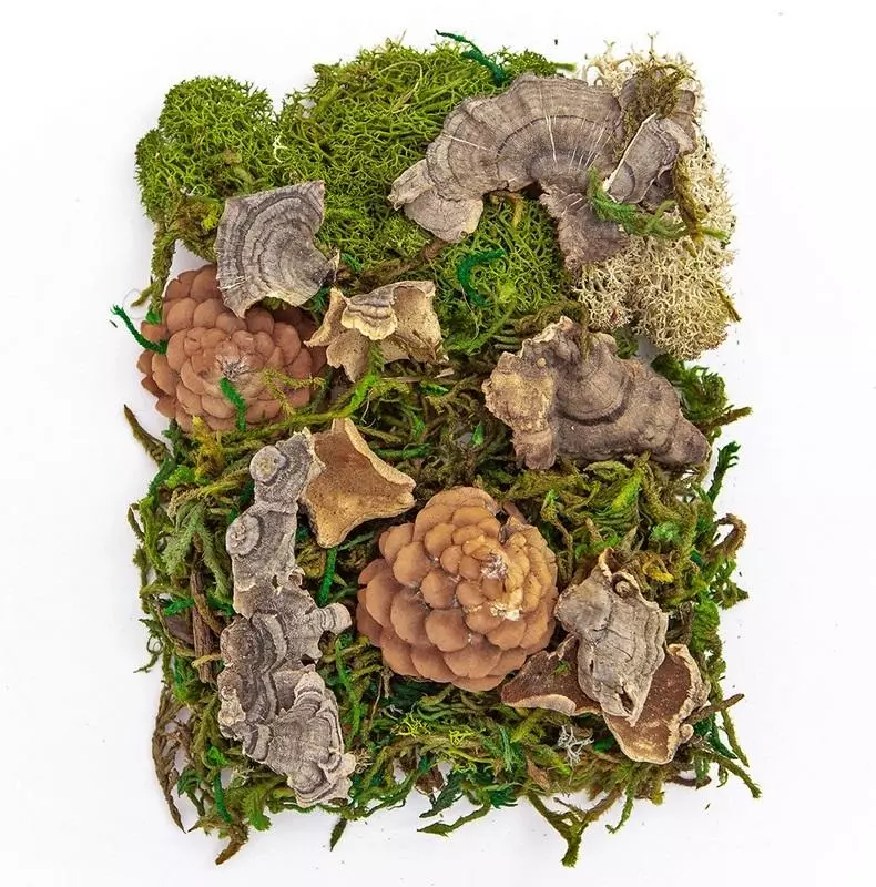 Mech i naturalne elementy 30g - Dalprint